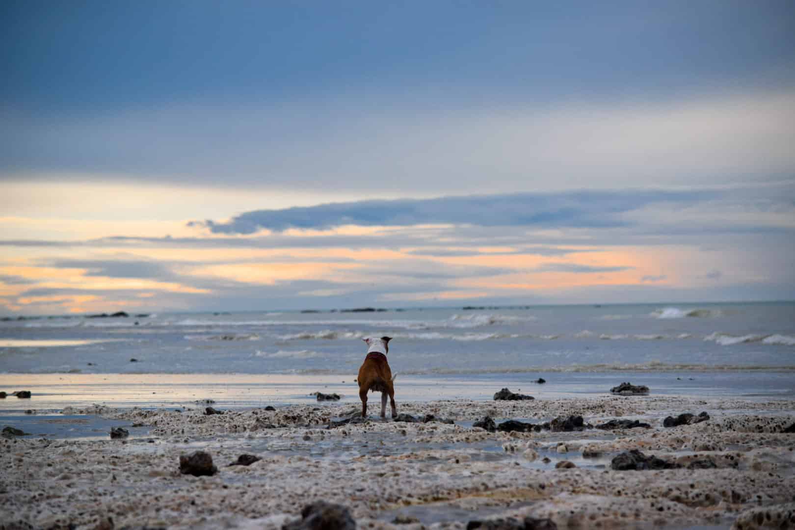 Comment voyager avec un staffie : conseils pour des vacances sans ...